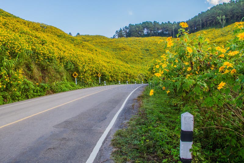 Flower road stock photo. Image of concrete, blue, clear - 49040034