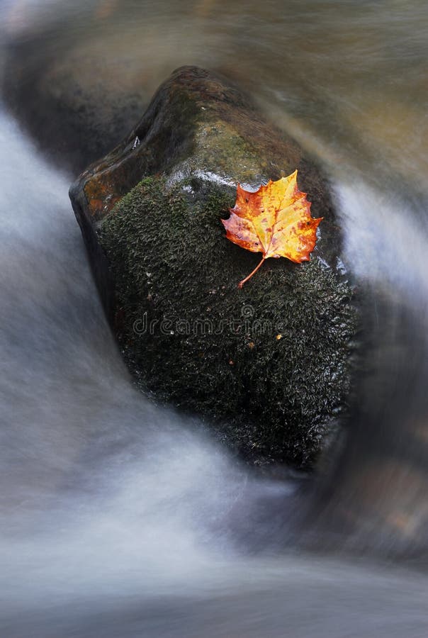 Flower on Rock stock photo. Image of leaf, lonely, rushing - 1538116