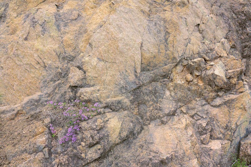 Flower on rock cliff stock image. Image of thymus, rock - 278912381