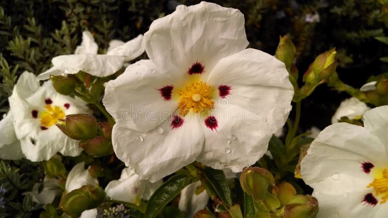 Cistus X Dansereaui `Decumbens` Stock Image - Image of flowers ...