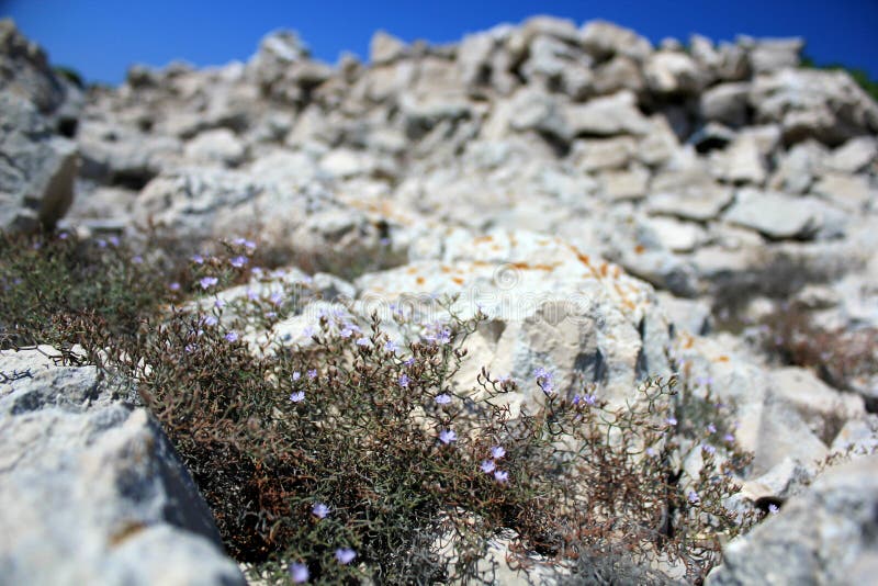 Flower and rocks stock image. Image of adriatic, plant - 28020023