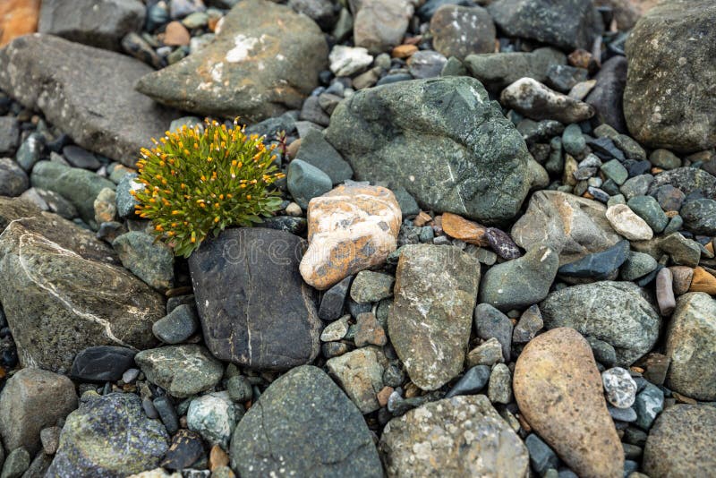 Flowers between Rocks at a Beach Stock Photo - Image of stones, natural ...
