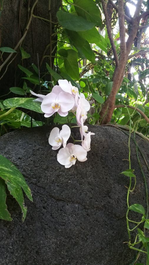 A Flower from the Rocks stock photo. Image of flower - 149846952