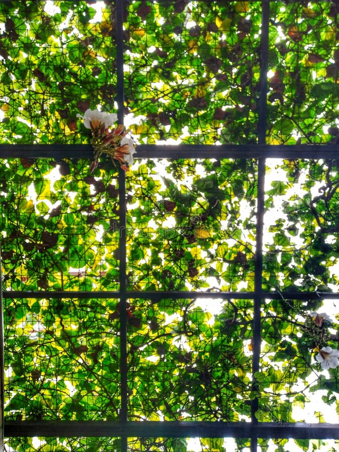 Flower on the roft top stock photo. Image of nature - 210112494