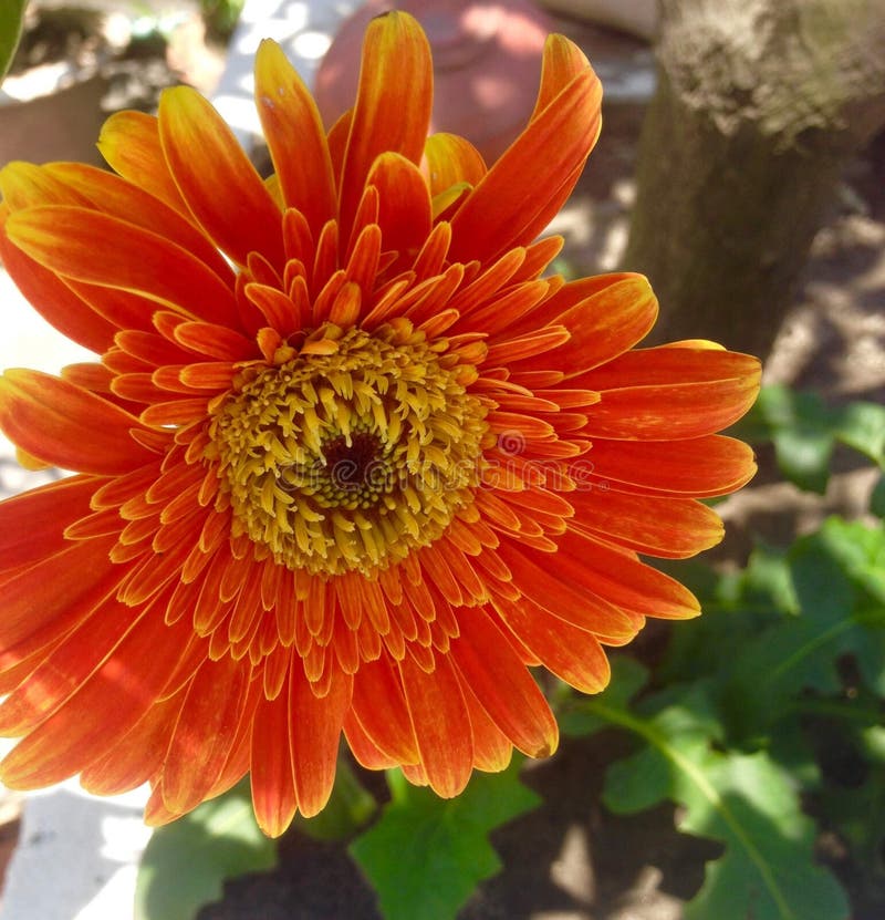 Jarbara Stock Photos - Free & Royalty-Free Stock Photos from Dreamstime