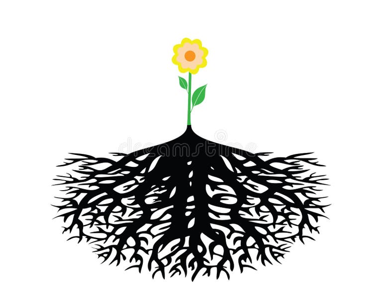 Flower with root isolated stock vector. Illustration of summer - 8140638