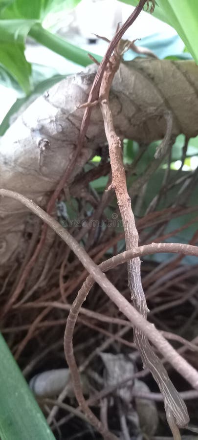 Set of Roots stock photo. Image of stem, flower, roots - 268418004