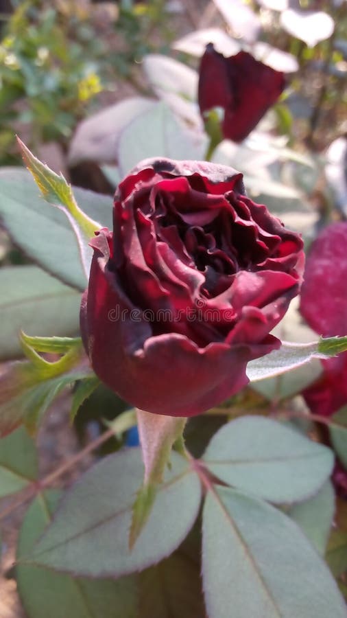 Flower stock image. Image of beauti, rose, wonderful - 174940639