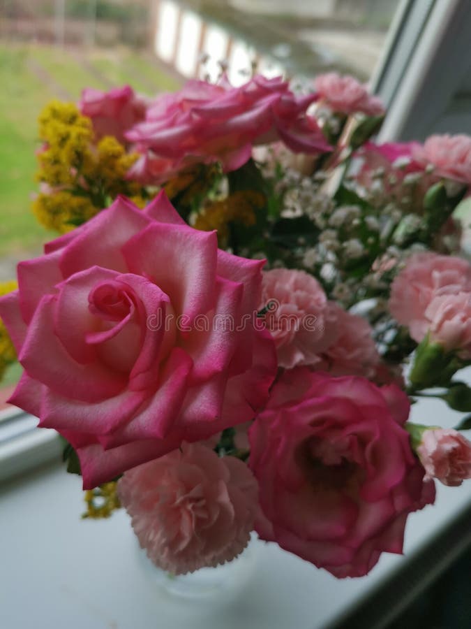 Flower Rose England Pink Beautiful Stock Image - Image of pink, england ...