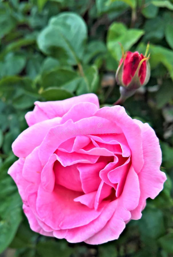 Flower, Rose, Rose Family, Pink Picture. Image: 100380275