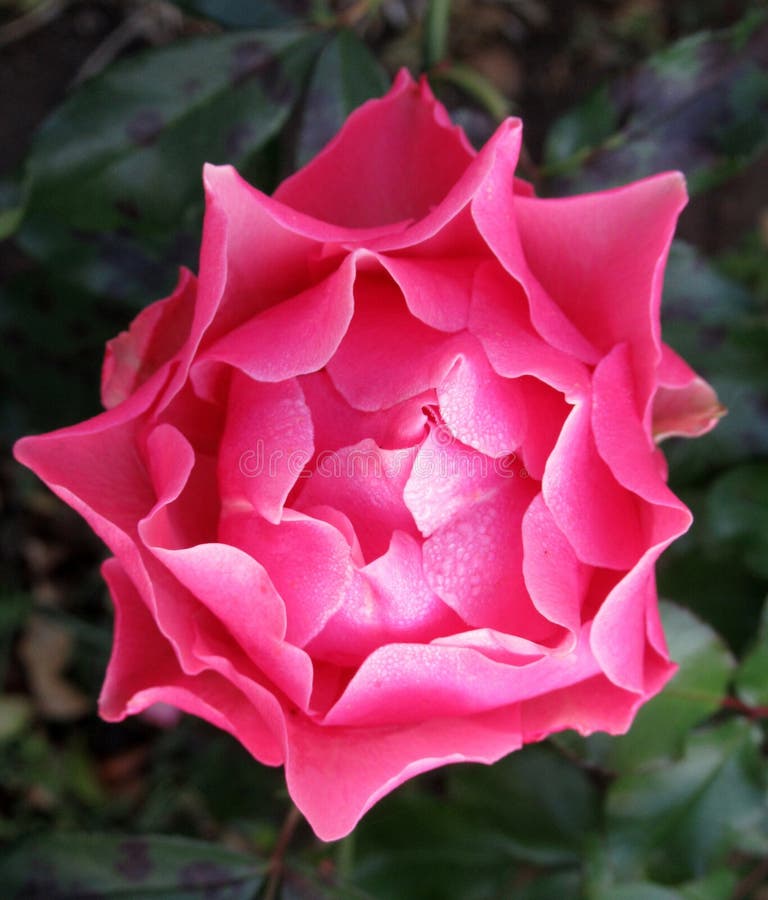 Flower, Rose, Rose Family, Pink Stock Image - Image of peach, flora ...