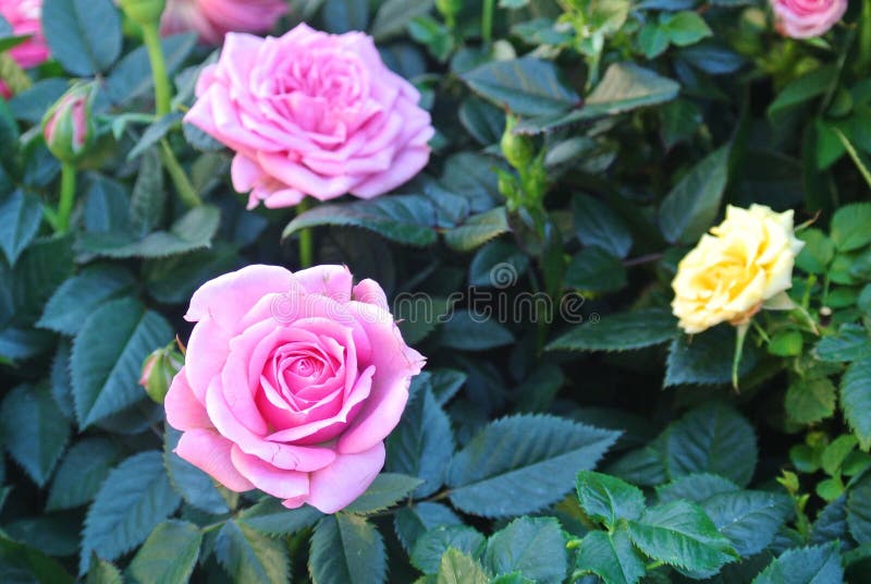 Flower, Rose, Rose Family, Plant Stock Image - Image of rose, plant ...