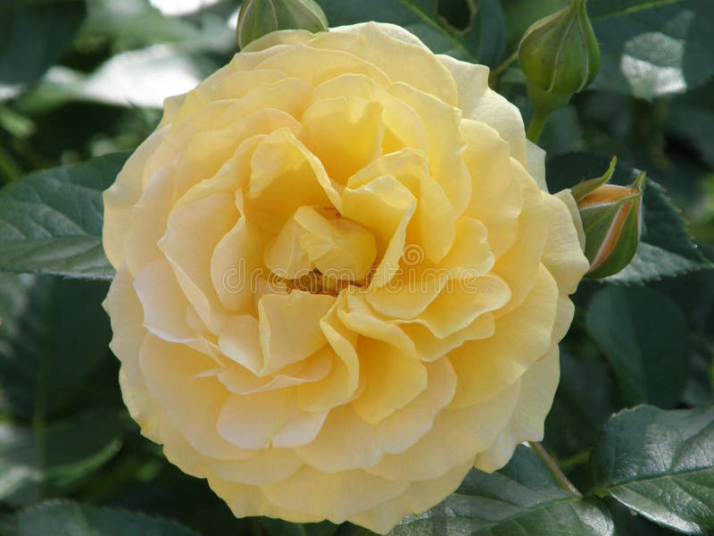 Rose, Rose Family, Flower, Yellow Picture. Image: 131671539