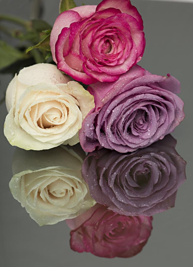 Flower stock image. Image of flwoer, reflection, rose - 69835531