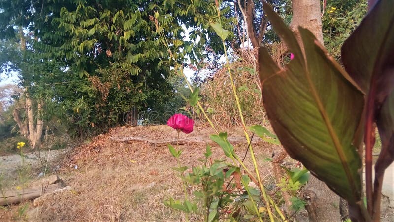 Flower stock image. Image of rose, gulab, flower, treed - 152512587