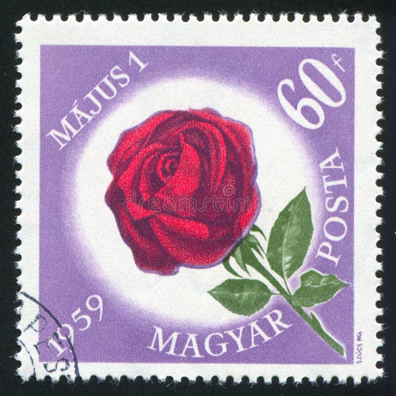 Flower rose editorial image. Image of beauty, floral - 154214265