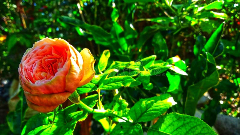 Flower rose 1 image stock image. Image of received, accountrefused ...
