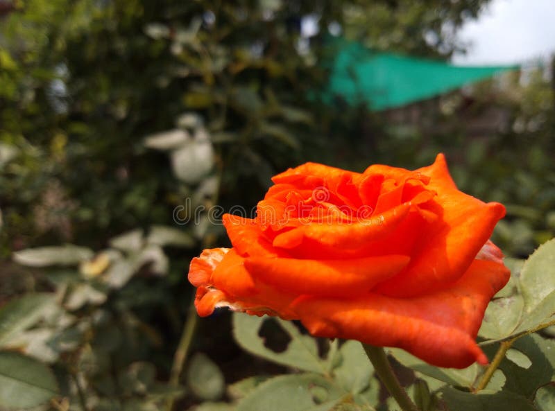 Flower of rose in India stock photo. Image of rose, beutifull - 196121622