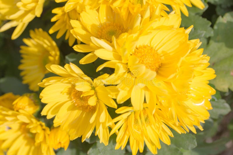 Flower. stock photo. Image of isolated, petal, flower - 84520846