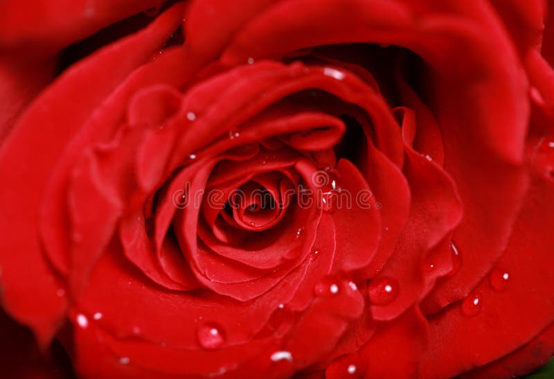 Flower stock image. Image of micro, rose, flower, love - 69369629