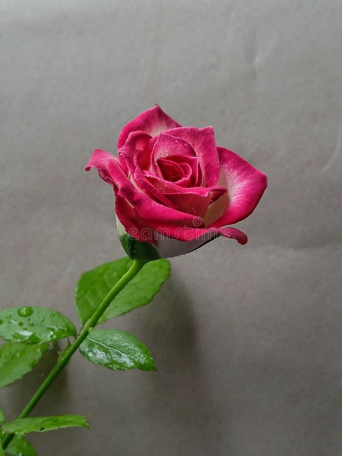 Flower rose ping stock photo. Image of petal, bouquet - 232849160