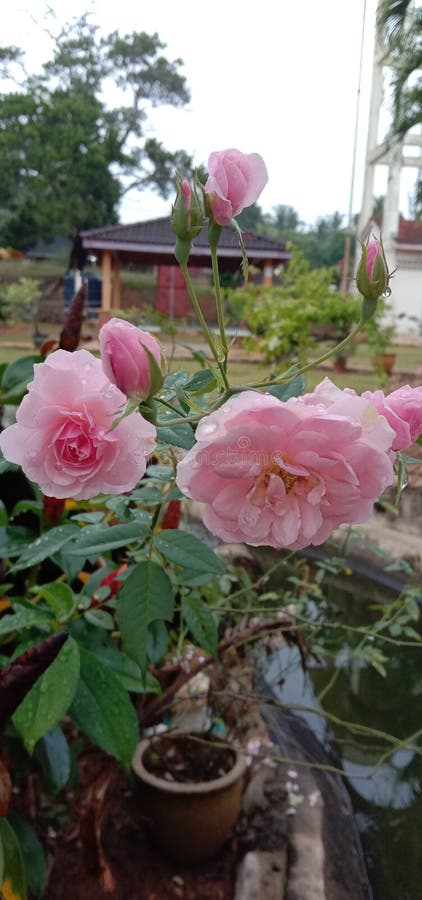 Colour Oren Stock Photos - Free & Royalty-Free Stock Photos from Dreamstime