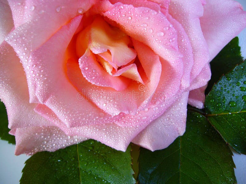 Flower, Rose, Pink, Rose Family Picture. Image: 97670927