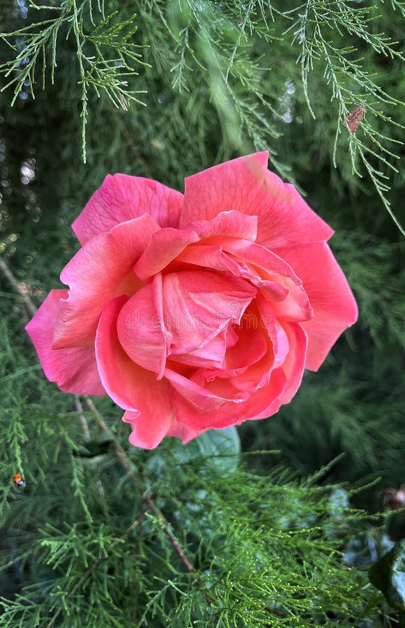 Flower Rose Plant Red Green Stock Photo - Image of plant, flower: 256527854