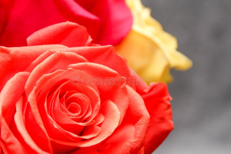 Flower, Rose, Red, Rose Family Stock Photo - Image of rose, petal ...