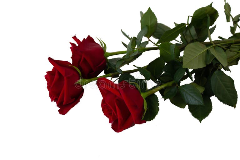 191 Bachelor Rose Background Stock Photos - Free & Royalty-Free Stock ...