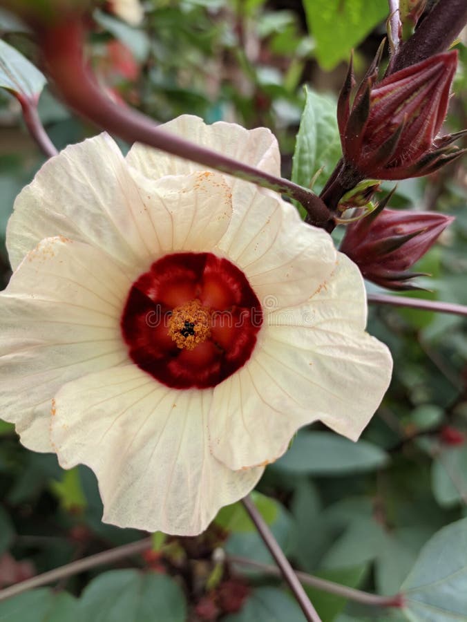 Flower of Rosella stock photo. Image of flower, garden - 267531314