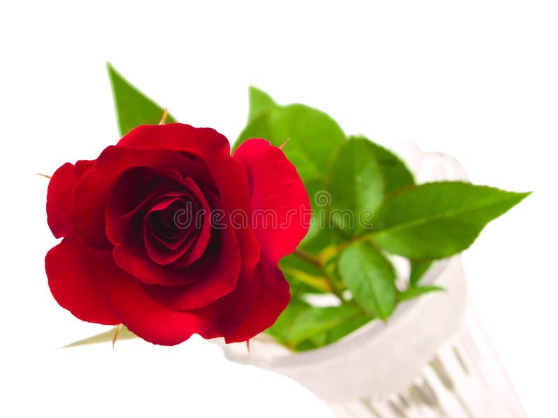 A flower of roses. stock image. Image of gift, isolated - 26460755