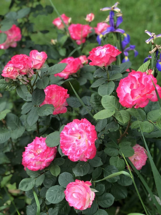 Flower stock image. Image of flower, roses, love, flak - 149211465