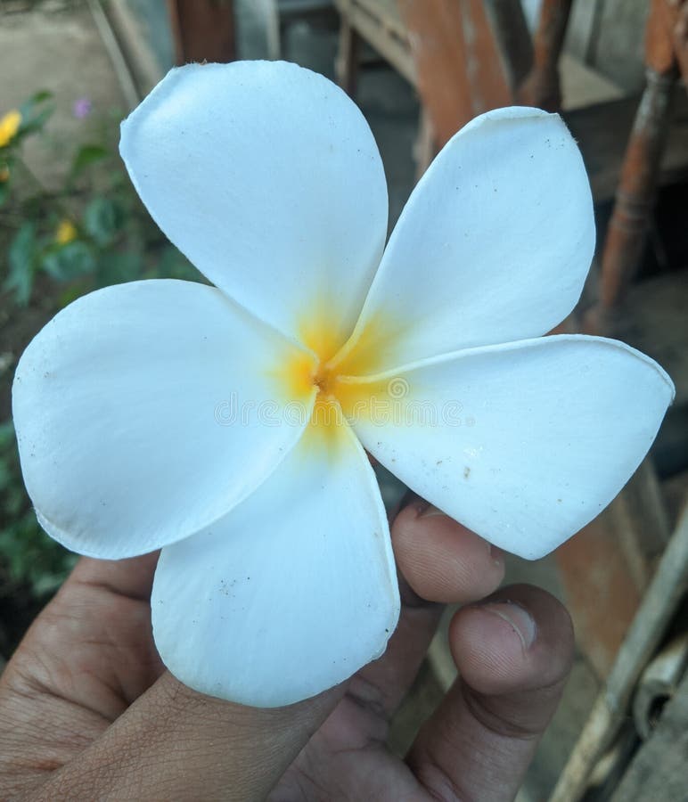 Flower by the rough hand stock image. Image of five - 187421749