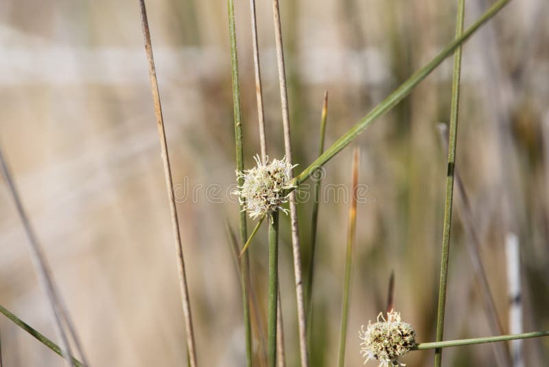 Flower of a Roundhead Bulrush, Scirpoides Holoschoenus Stock Photo ...