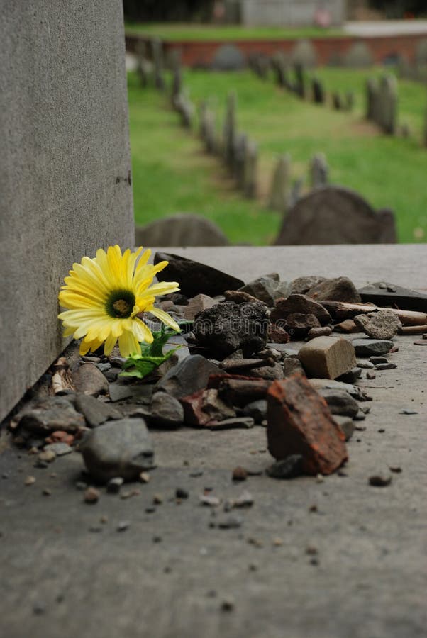 1,042 Rubble Flower Stock Photos - Free & Royalty-Free Stock Photos ...