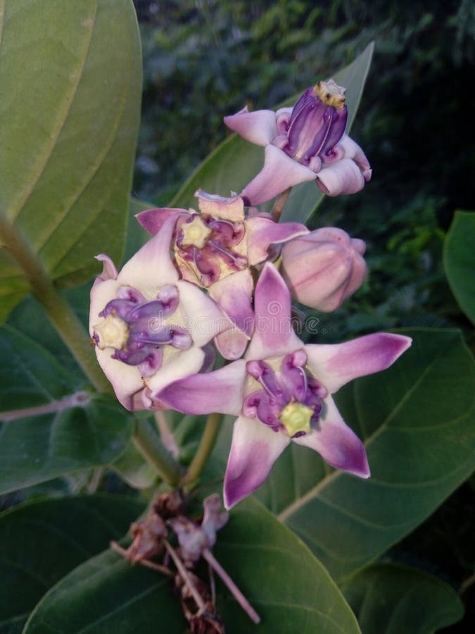 Flower of ruchki stock photo. Image of lovely, blue - 170549094