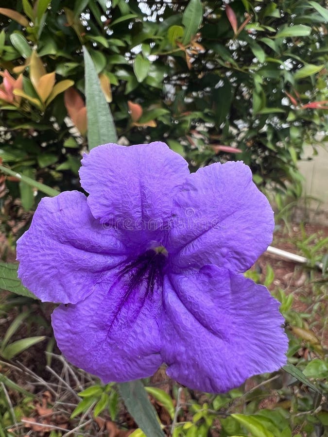 Flower - Ruellia tuberosa stock image. Image of ruellia - 274325713