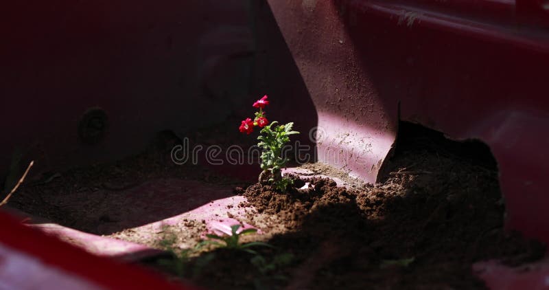 Flower on the Ruins. a Flower Grows on Garbage Stock Footage - Video of ...