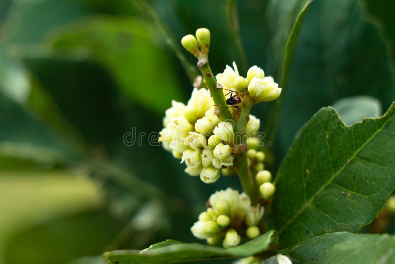 Flower of Rum Berry or Ash Sheora Plant Stock Image - Image of kerala ...