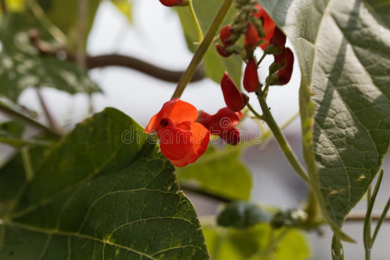 Flower of a Runners Bean Phaseolus Coccineus Stock Image - Image of ...