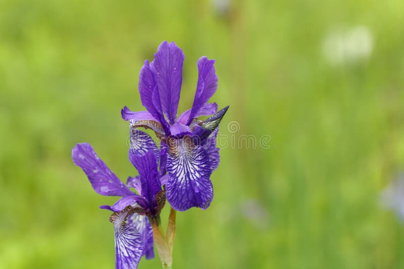 Flower of a Russian Iris, Iris Ruthenica Stock Photo - Image of herb ...