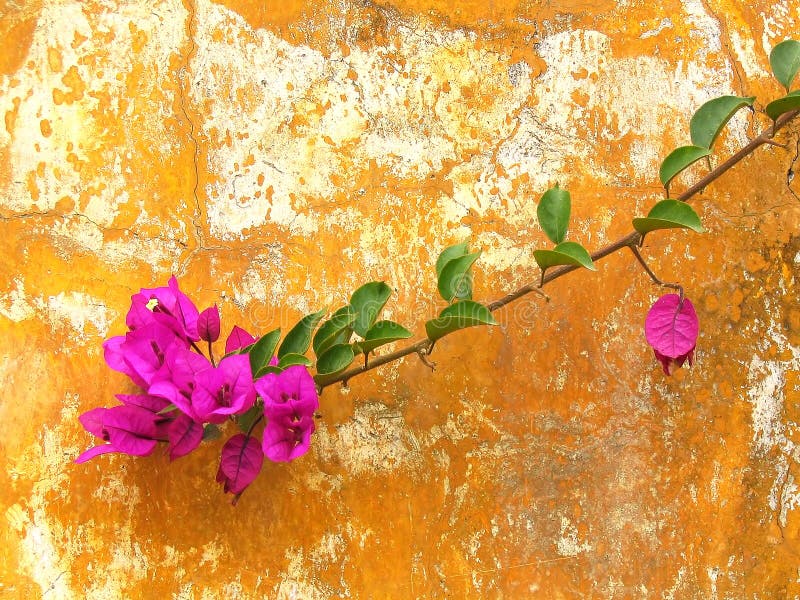 Flower on a rusty wall stock photo. Image of survival, macro - 77014