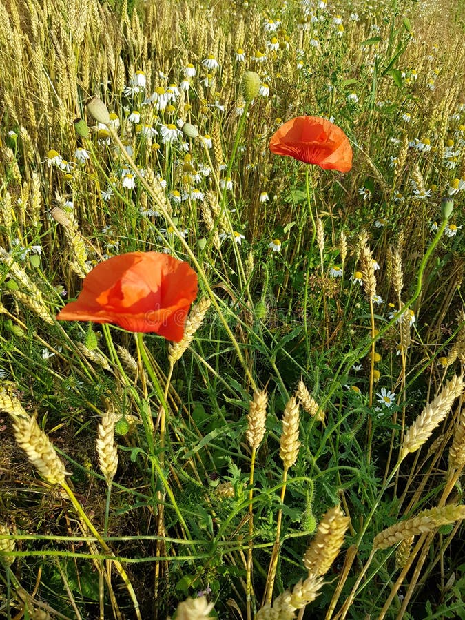 Flower rye stock photo. Image of wildflower, leaf, lawn - 180716924