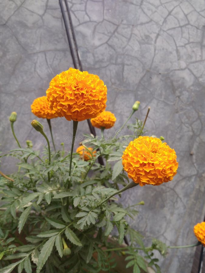 Flower stock photo. Image of gainda, prayers, flower - 125299080