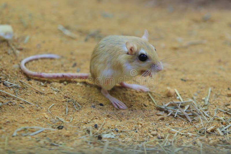 Gerbil Gerbillus Stock Photos - Free & Royalty-Free Stock Photos from ...