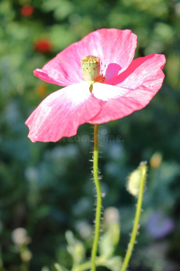 A Flower`s Stigma and Style Stock Image - Image of outside, poppy: 96721581