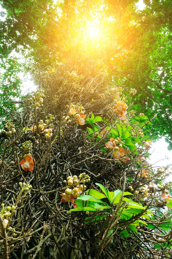 Sacred Bo tree and sun stock image. Image of pretty - 302584371