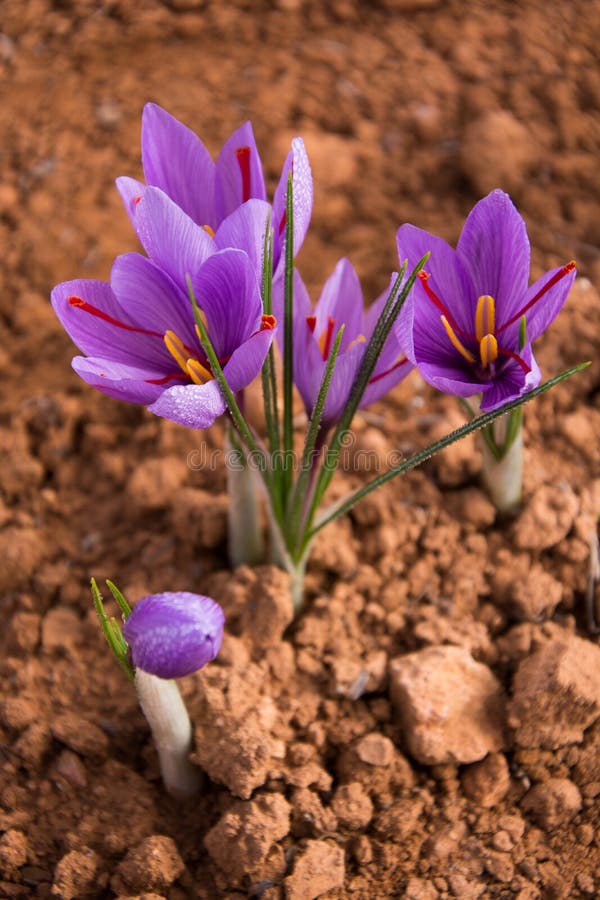 Flower of the saffron stock image. Image of purple, earth - 82357029