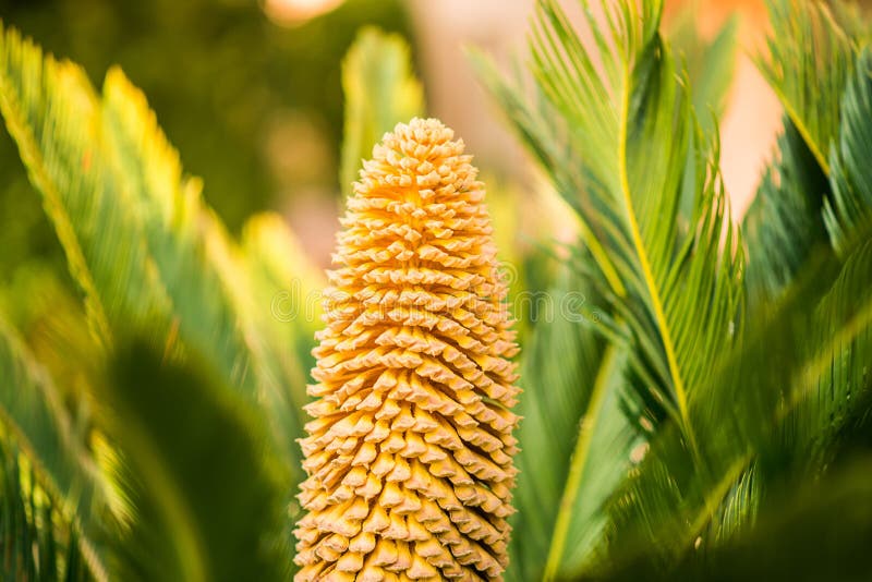 Flower of Sago Palm of Yellow Color Stock Image - Image of japanese ...